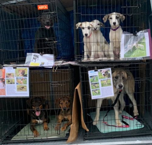 Support the New Humane Society for Animals Transport Hub | Rogers ...
