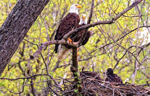 The Best Part of the Eagle Watch Season Is Coming | Rogers-Lowell Chamber